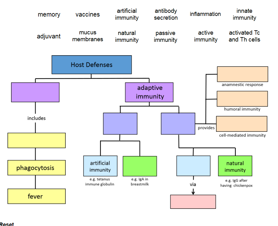 Immunity Concept Map