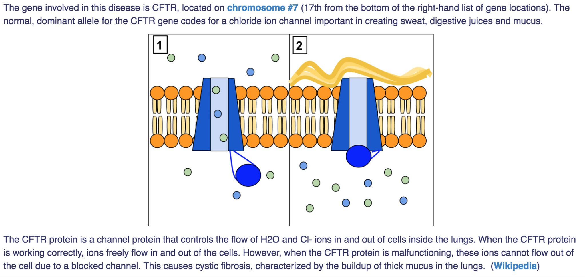 Solved The gene involved in this disease is CFTR, located on | Chegg.com