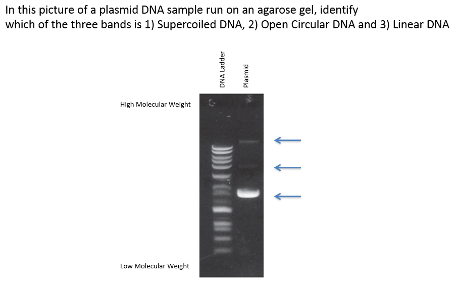 Solved In This Picture Of A Plasmid Dna Sample Run On An