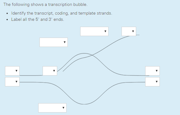 Solved The following shows a transcription bubble. Identify | Chegg.com Solved The following shows a transcription bubble. Identify | Chegg.com