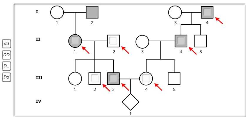 Solved Determining genotypes in autosomal dominant | Chegg.com
