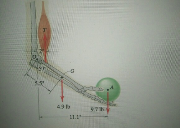 Solved Elements of the lower arm are shown in the figure. | Chegg.com