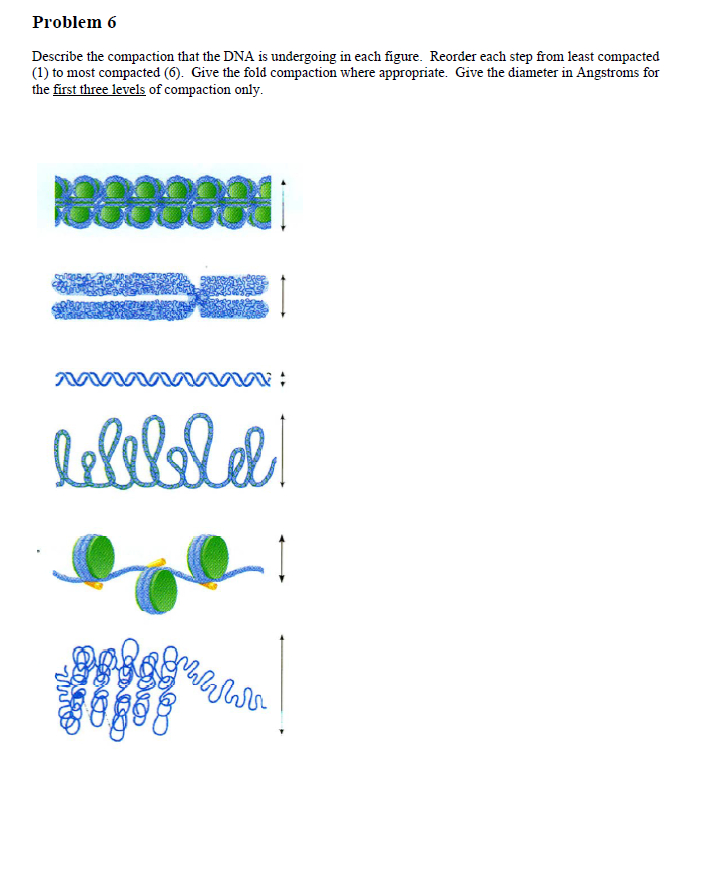 Solved Problem 6 Describe the compaction that the DNA is | Chegg.com