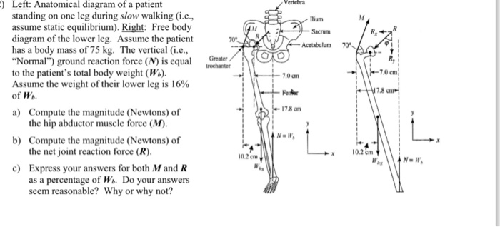 Solved Left: Anatomical diagram of a patient standing on one | Chegg.com
