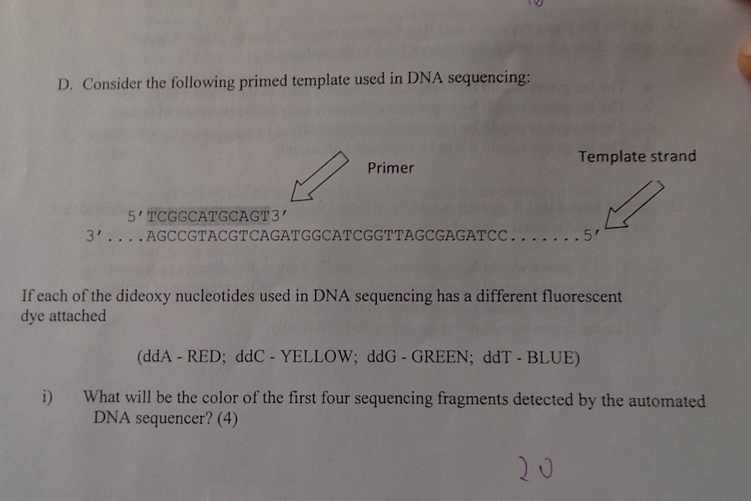 Solved Consider the following primed template used in DNA | Chegg.com