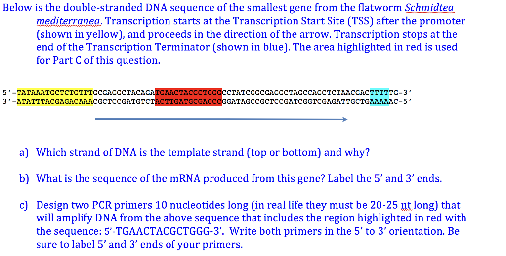Solved Below is the double-stranded DNA sequence of the | Chegg.com