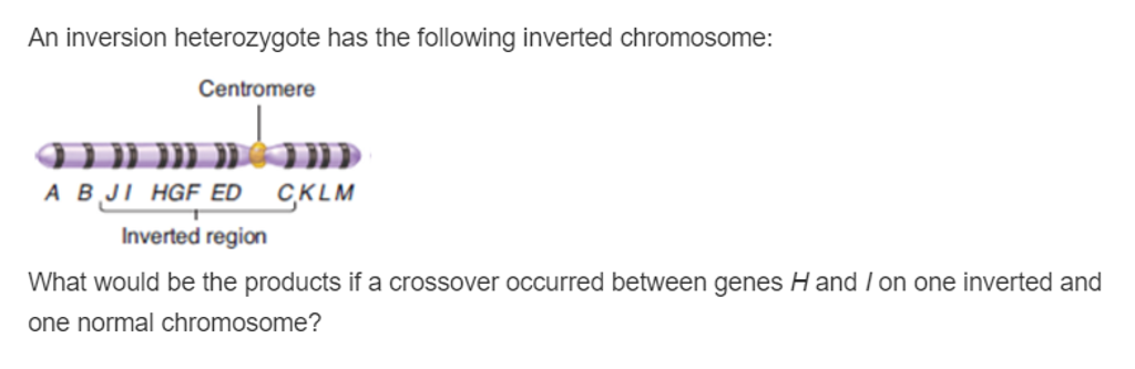 Solved An inversion heterozygote has the following inverted | Chegg.com