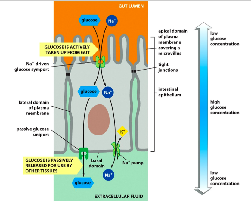 Solved GUT LUMEN glucose apical domain of plasma membrane | Chegg.com