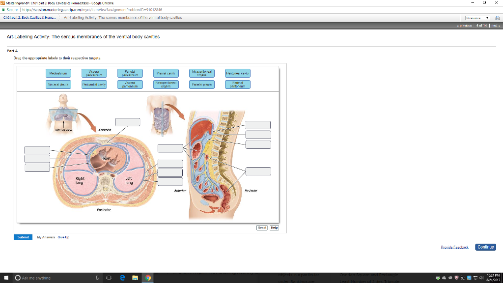Solved: 12846 Art-Labcling Acthity The Scrous Membrancs Of... | Chegg.com