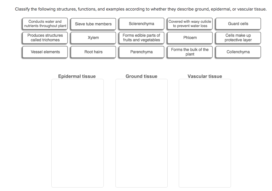 Solved Classify the following structures, functions, and | Chegg.com