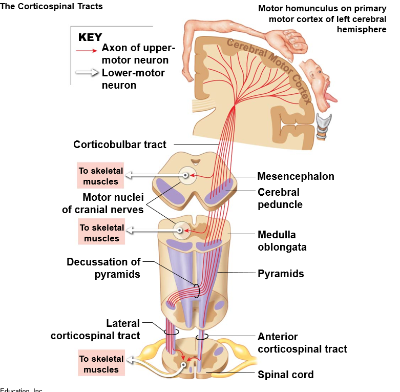 Solved Sensory and somatic-motor pathways 1. Analyze the | Chegg.com