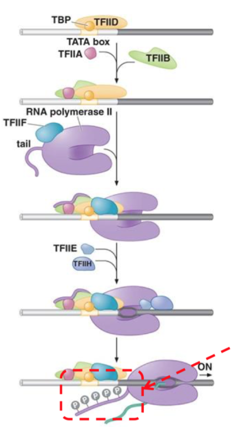 Solved TBP TFIID TATA box TFIIA RNA polymerase II TFIIF tail | Chegg.com