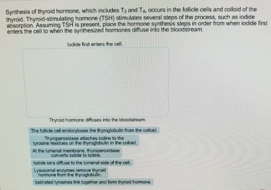 Solved Synthesis of thyroid hormone, which includes Ts and | Chegg.com