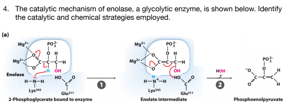 Solved 4. The catalytic mechanism of enolase, a glycolytic | Chegg.com
