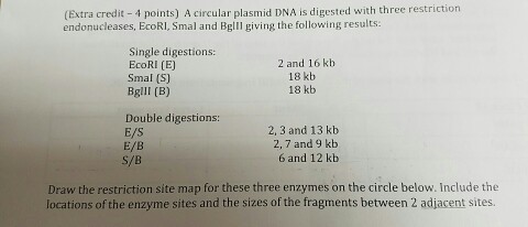 Solved circular plasmid DNA digestion help | Chegg.com
