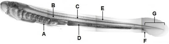Solved In the image of the Amphioxus whole mount shown | Chegg.com