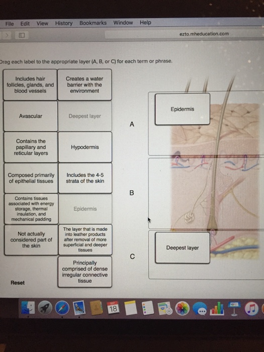 Solved Drag each label to the appropriate layer (A,B,C) for | Chegg.com