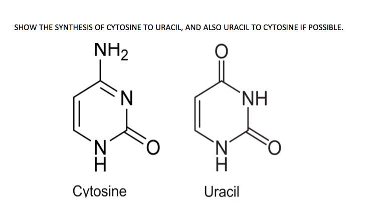Solved SHOW THE SYNTHESIS OF CYTOSINE TO URACIL, AND ALSO | Chegg.com