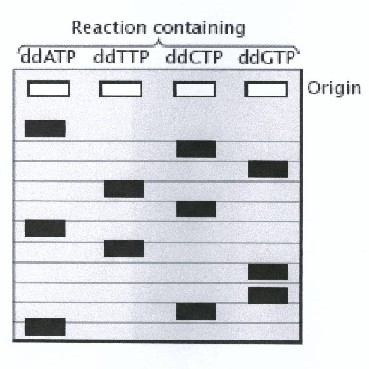 Solved You are given a short fragment of DNA to sequence. | Chegg.com