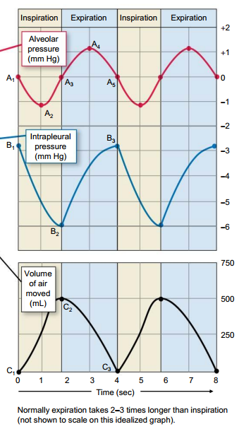 Solved Inspiration Expiration Inspiration Expiration +2 | Chegg.com