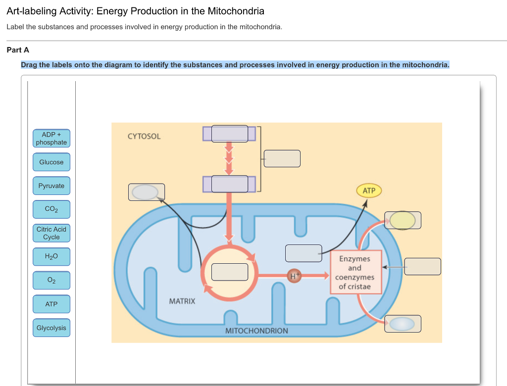 Solved: Energy Production In The Mitochondria Label The Su... | Chegg.com