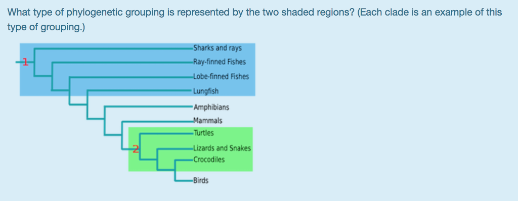 Solved What type of phylogenetic grouping is represented by | Chegg.com