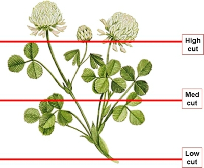 Solved Q1.what kind of buds did the 3 flowers on the clover | Chegg.com