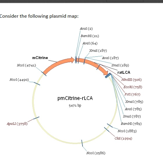 Solved Consider the following plasmid map:If you cut the | Chegg.com