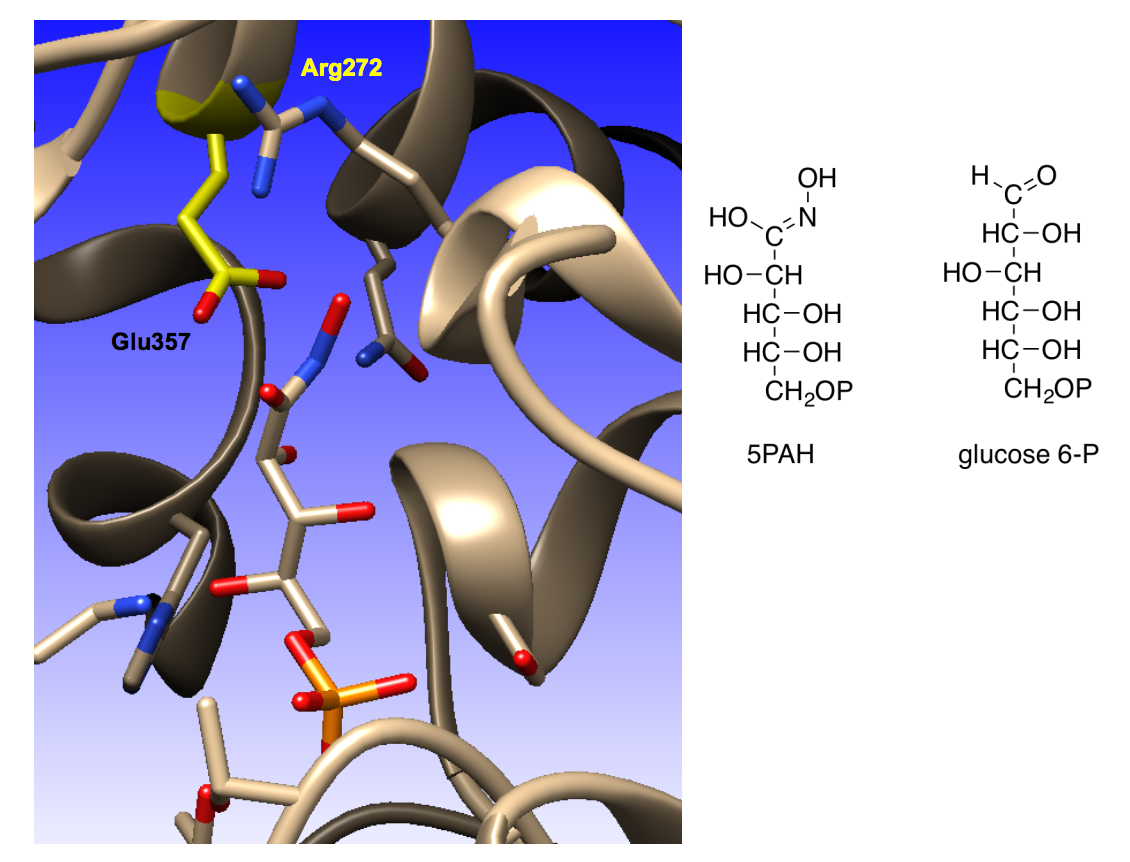 Solved The reaction catalyzed by phosphoglucose isomerase | Chegg.com