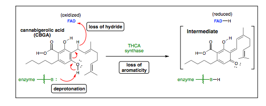 Solved Background. The enzyme THCA synthase catalyzes the | Chegg.com