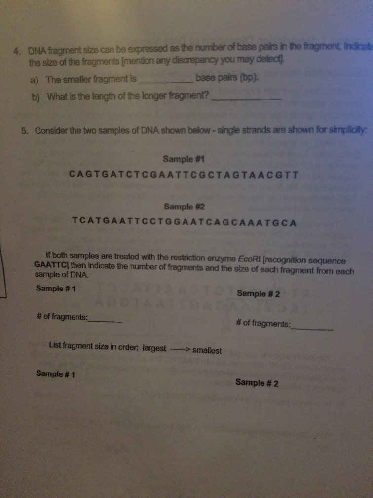 Solved Lesson 1 Restriction Digestion of DNA Samples | Chegg.com