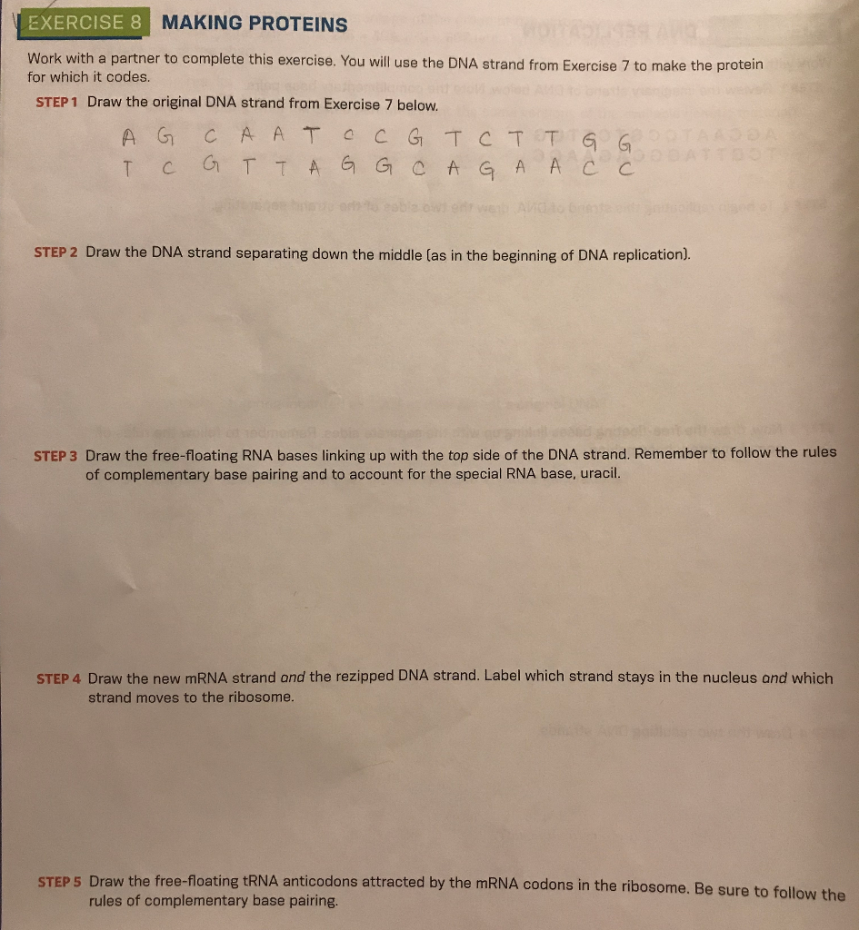 Solved EXERCISE 8 MAKING PROTEINS Work with a partner to | Chegg.com