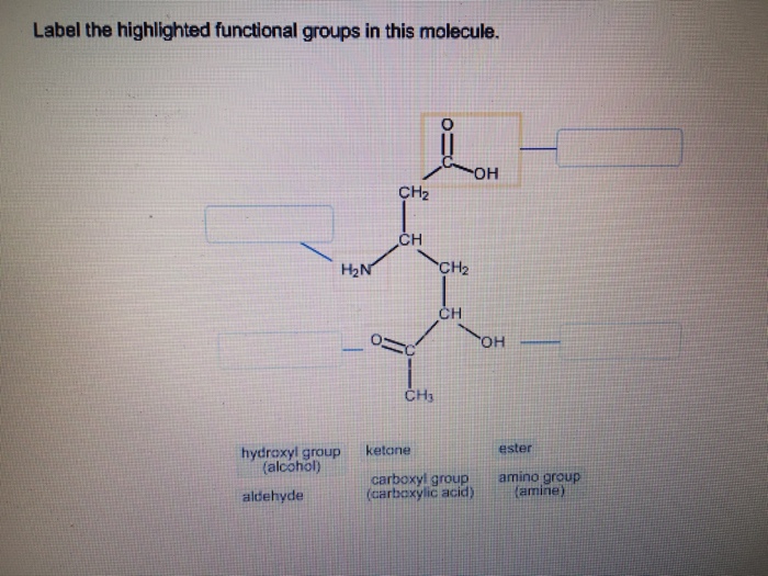 Solved Label the highlighted functional groups in this | Chegg.com Solved Label the highlighted functional groups in this | Chegg.com