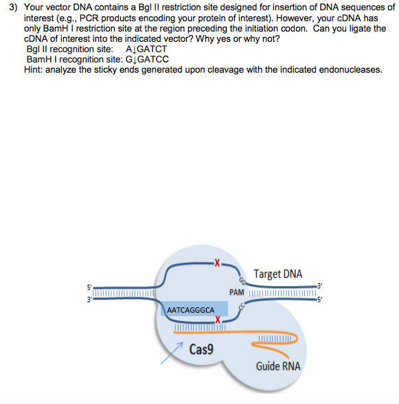 Solved Your vector DNA contains a Bgl II restriction site | Chegg.com