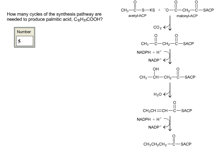 Solved A diagram of the reacions of the first round of fatty | Chegg.com