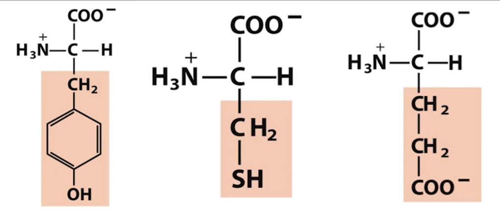 Aspartic Acid R Group