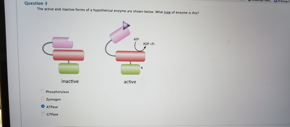 Solved Question 1 The active and inactive forms of a | Chegg.com