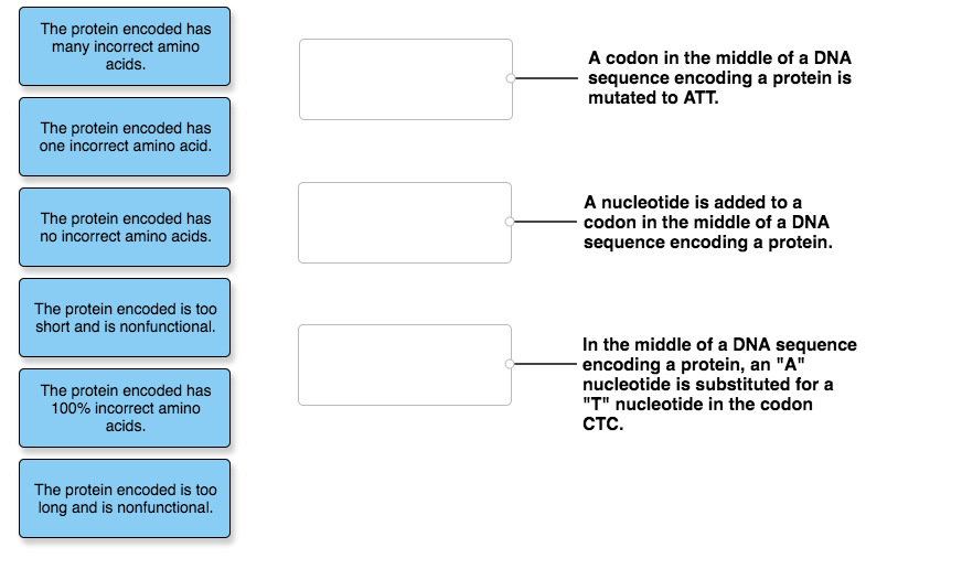 Solved The protein encoded has many incorrect amino acids. A | Chegg.com