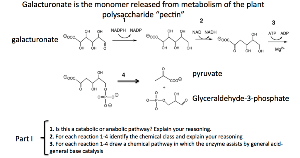 Solved Galacturonate is the monomer released from metabolism | Chegg.com
