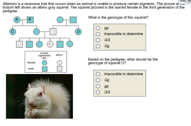 Solved Map Albinism is a recessive trait that occurs when an | Chegg.com