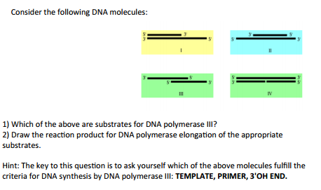 Solved Consider the following DNA Molecules: 1) Which one | Chegg.com