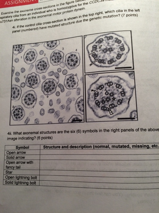 Solved ASSIGNIVIET Examine the axoneme cross-sections in the | Chegg.com