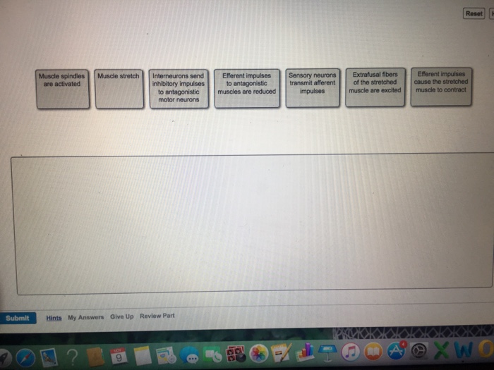Solved Order the following terms as they would occur in a | Chegg.com