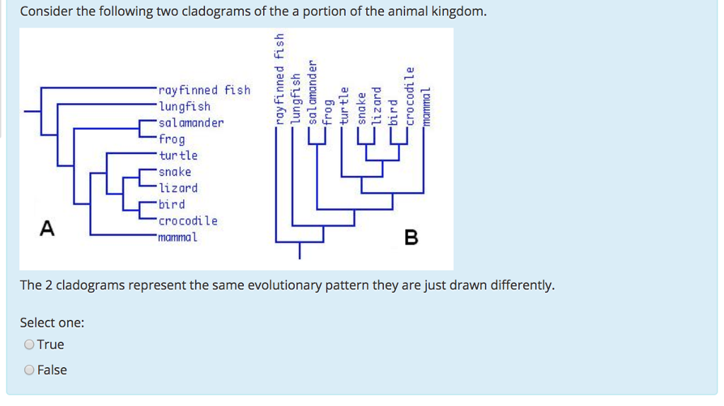 Solved Consider the following two cladograms of the a | Chegg.com