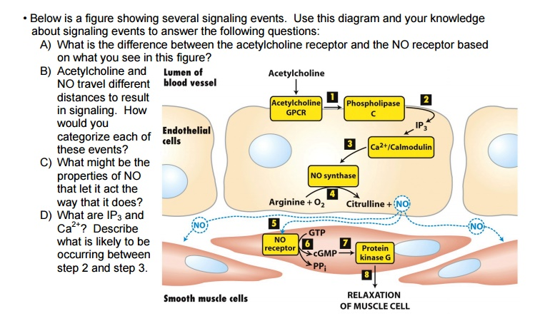 Solved Below is a figure showing several signaling events. | Chegg.com