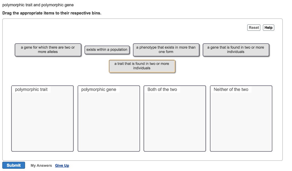 Solved polymorphic trait and polymorphic gene Drag the | Chegg.com