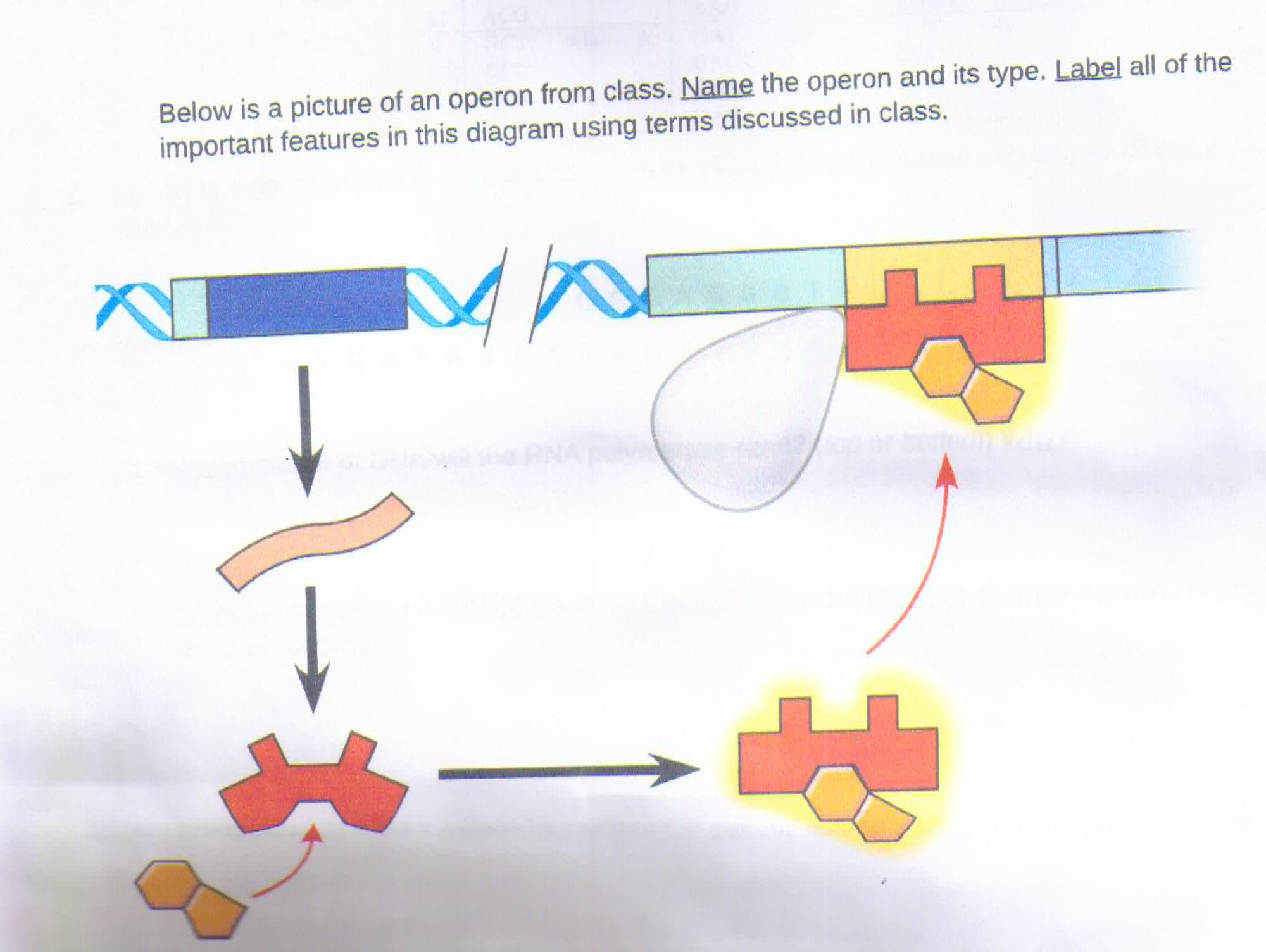 Solved Below is a picture of an operon from class. Name the | Chegg.com