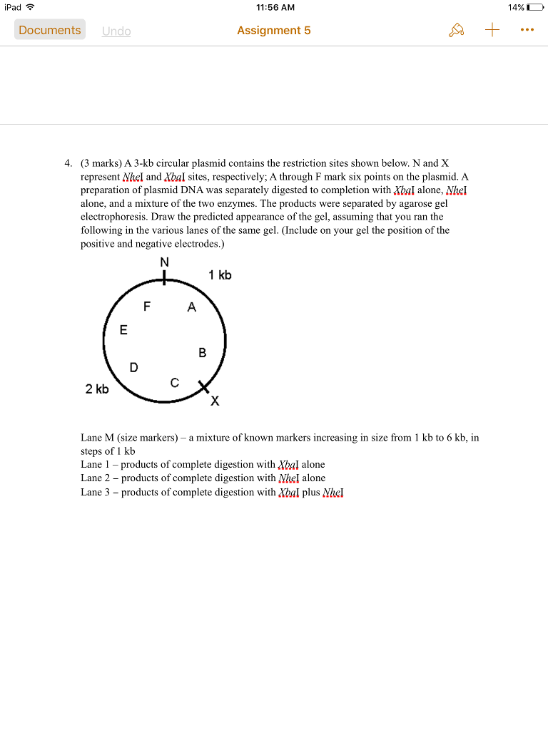 Solved A 3-kb circular plasmid contains the restriction | Chegg.com