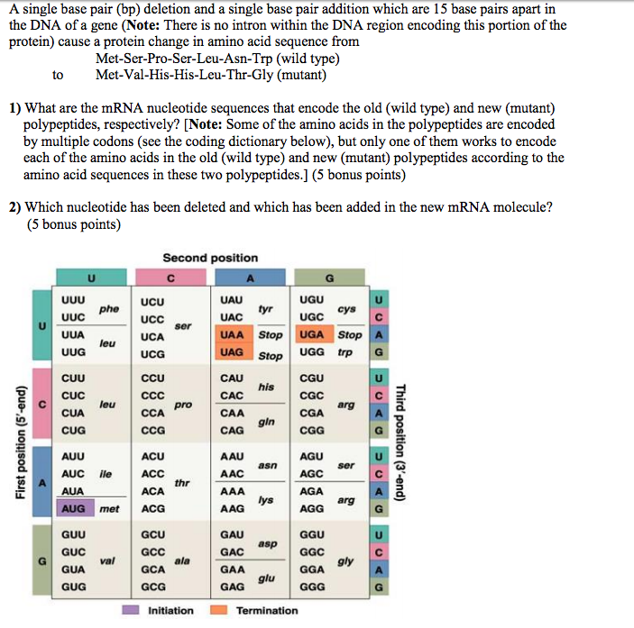 Solved A single base pair (bp) deletion and a single base | Chegg.com
