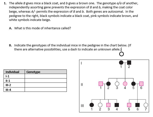 Solved 1. The allele B gives mice a black coat, and b gives | Chegg.com